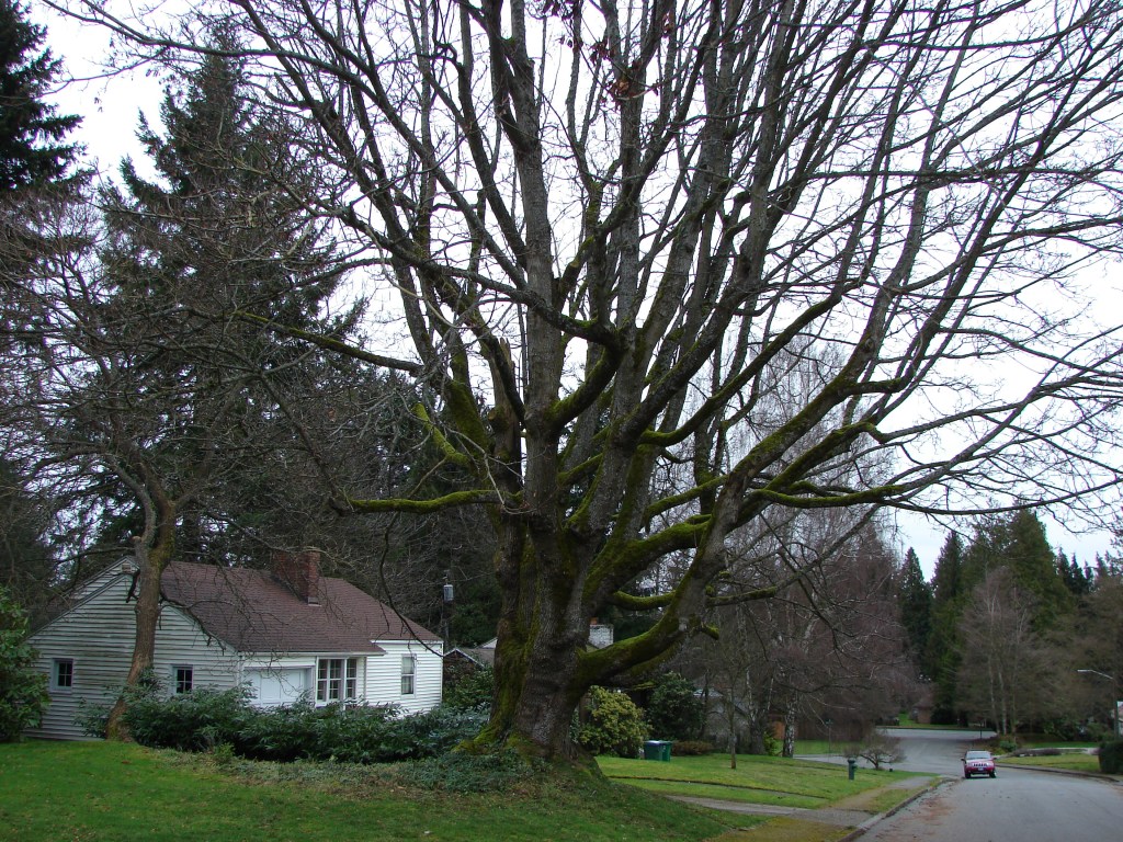 A Tree in Wedgwood History | Wedgwood in Seattle History