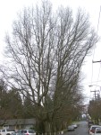 Wedgwood’s Mystery Tree-Planters | Wedgwood in Seattle History