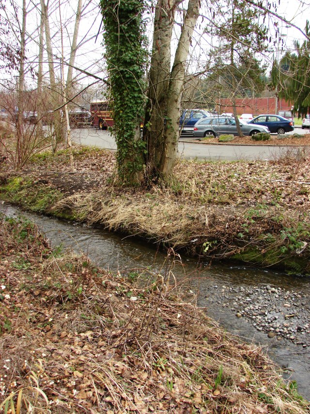 The Thornton Creek Confluence at Meadowbrook Pond | Wedgwood in Seattle ...