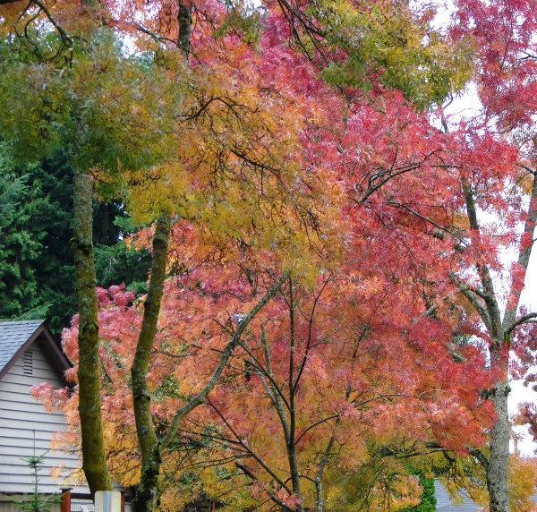 Street Trees on 35th Ave NE | Wedgwood in Seattle History