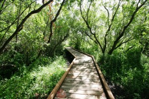 The New Boardwalk at Yesler Swamp | Wedgwood in Seattle History