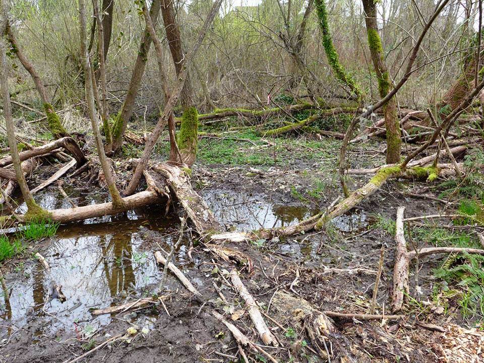 Wedgwood’s Wildlife | Wedgwood in Seattle History