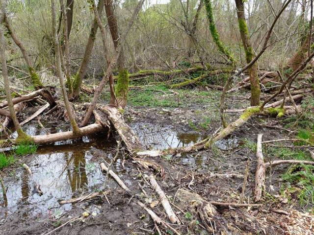 Wedgwood’s Wildlife | Wedgwood in Seattle History