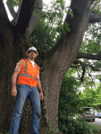 Preserving Wedgwood’s Scarlet Oak Heritage Tree | Wedgwood in Seattle ...