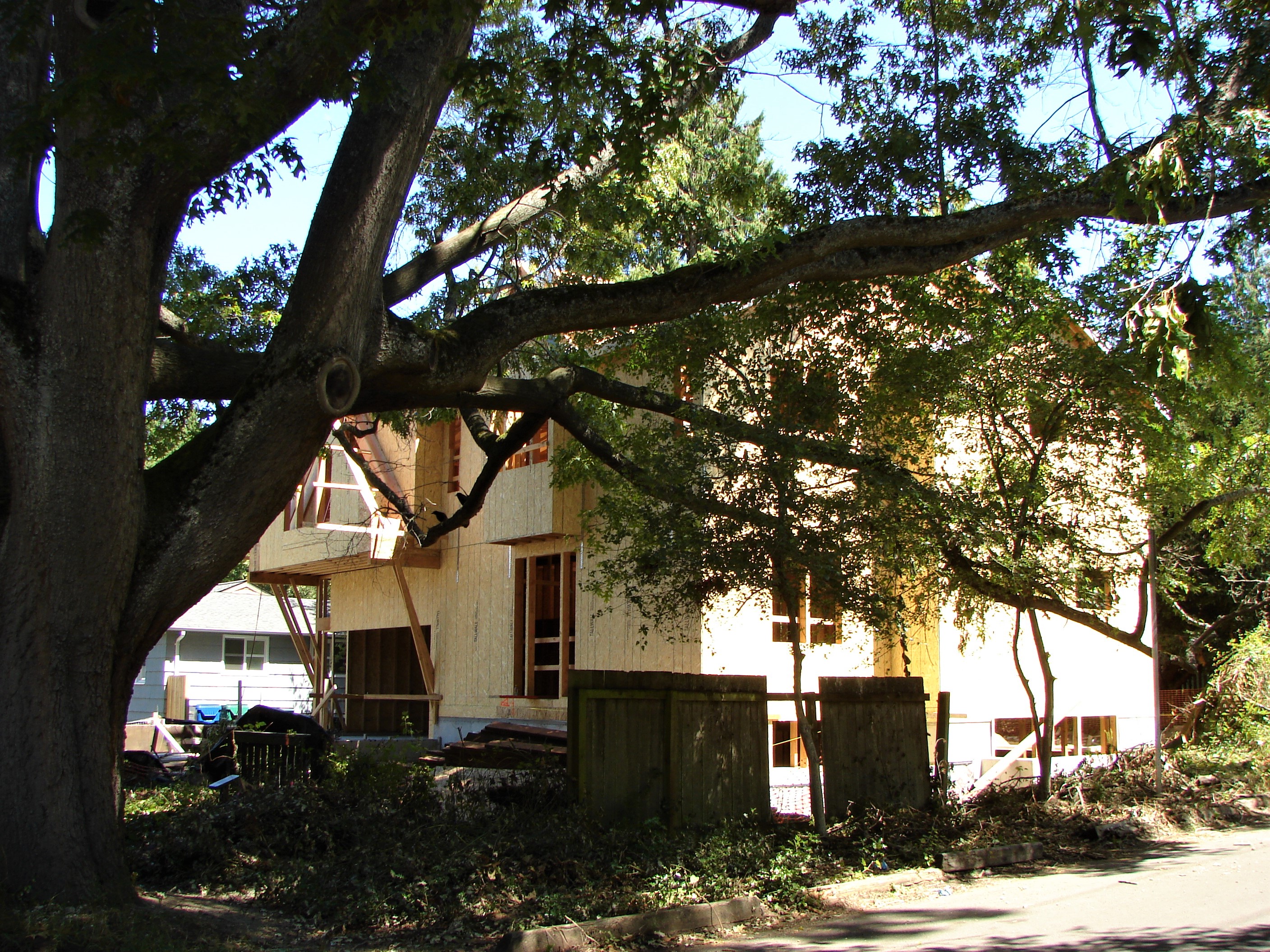 Preserving Wedgwood’s Scarlet Oak Heritage Tree | Wedgwood in Seattle ...