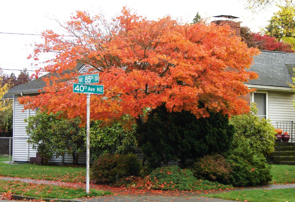 Autumn Season 2020 in Wedgwood | Wedgwood in Seattle History