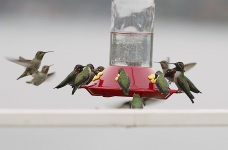 The Great Backyard Bird Count 2021 | Wedgwood in Seattle History