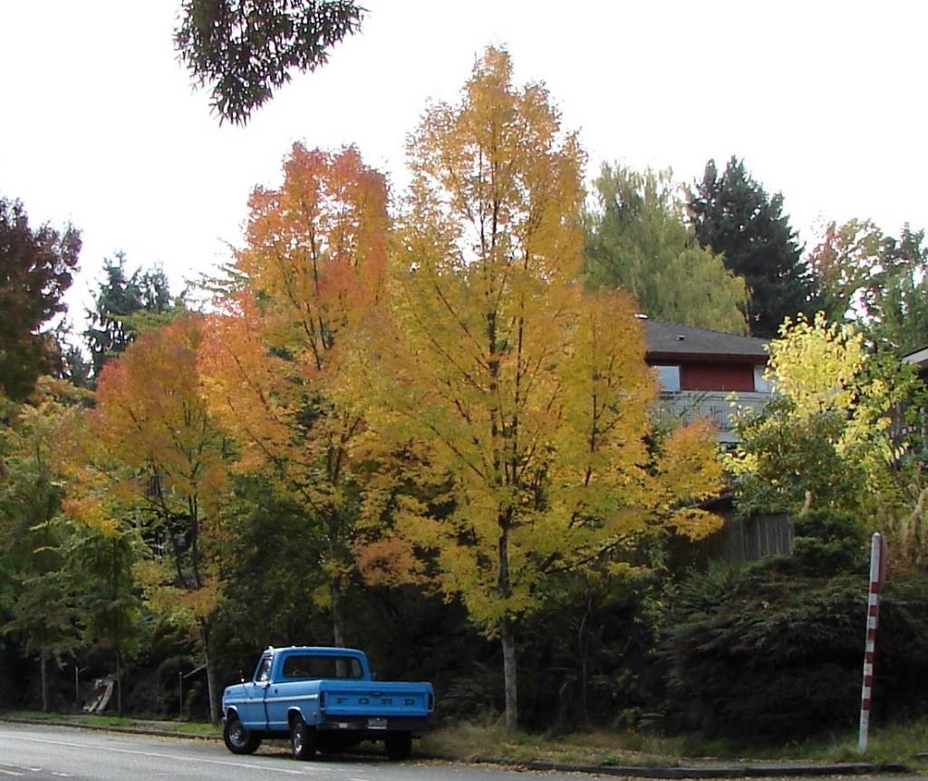 The Trees of October in Wedgwood | Wedgwood in Seattle History