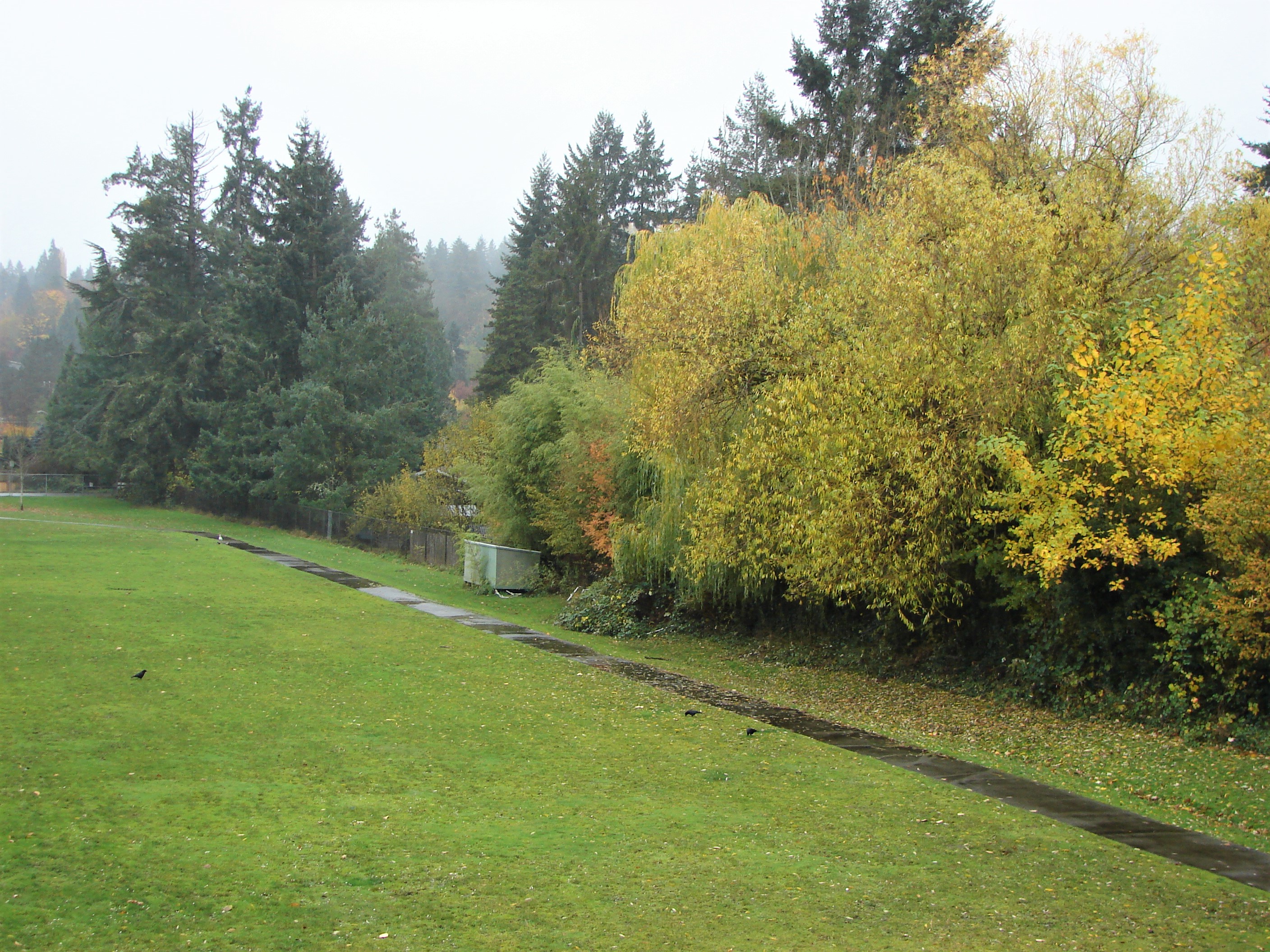 Rogers School field western edge.11 November 2021 | Wedgwood in Seattle ...