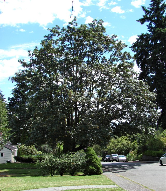 A Tree in Wedgwood History | Wedgwood in Seattle History