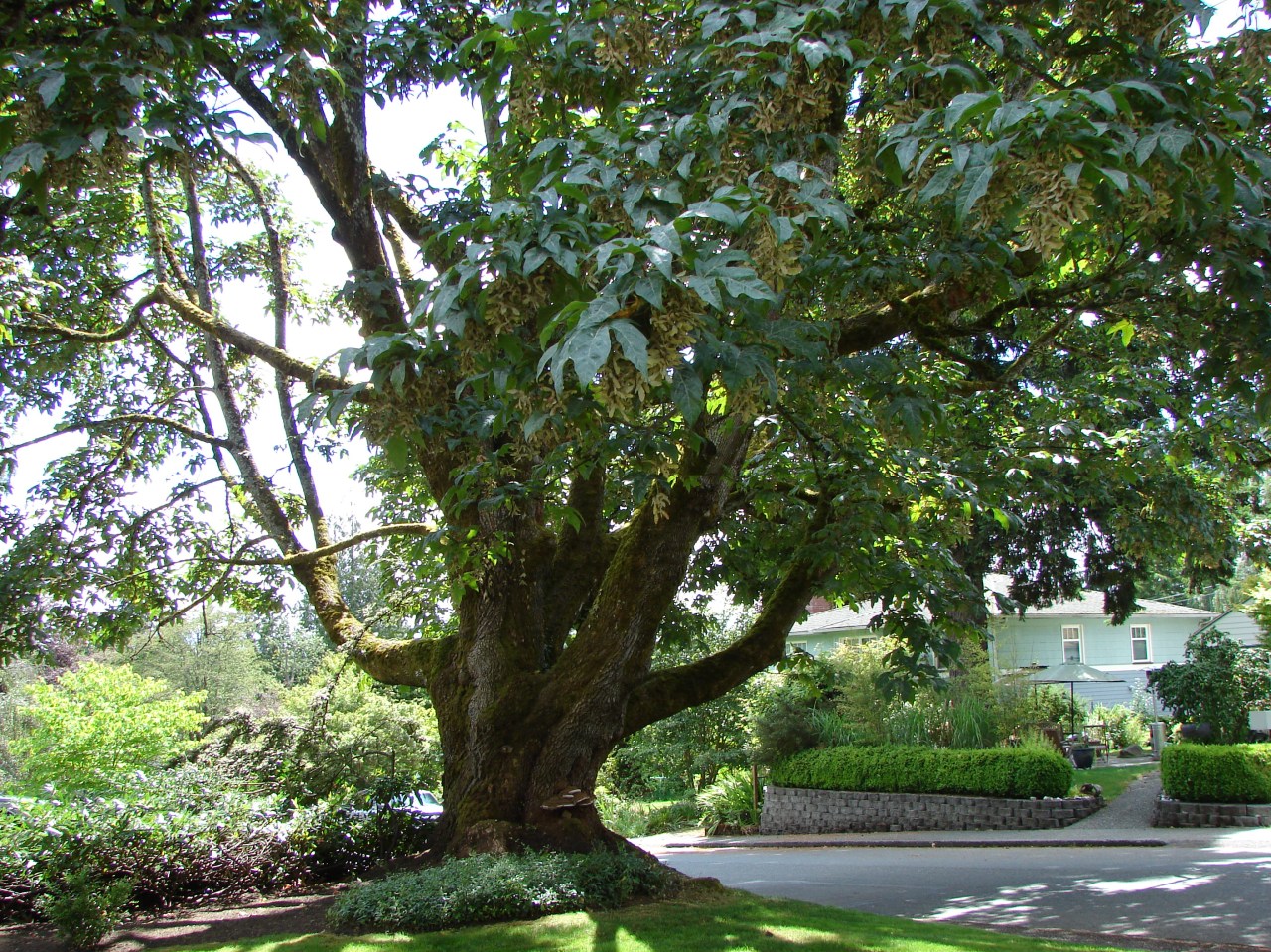 A Tree in Wedgwood History | Wedgwood in Seattle History