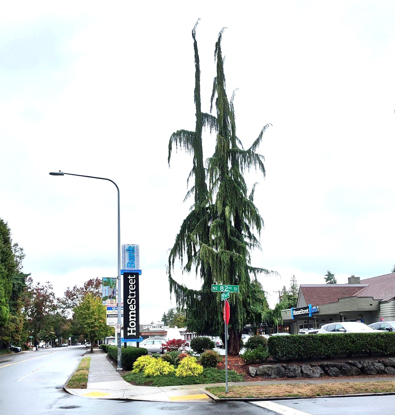 Enjoying the Trees of Wedgwood | Wedgwood in Seattle History