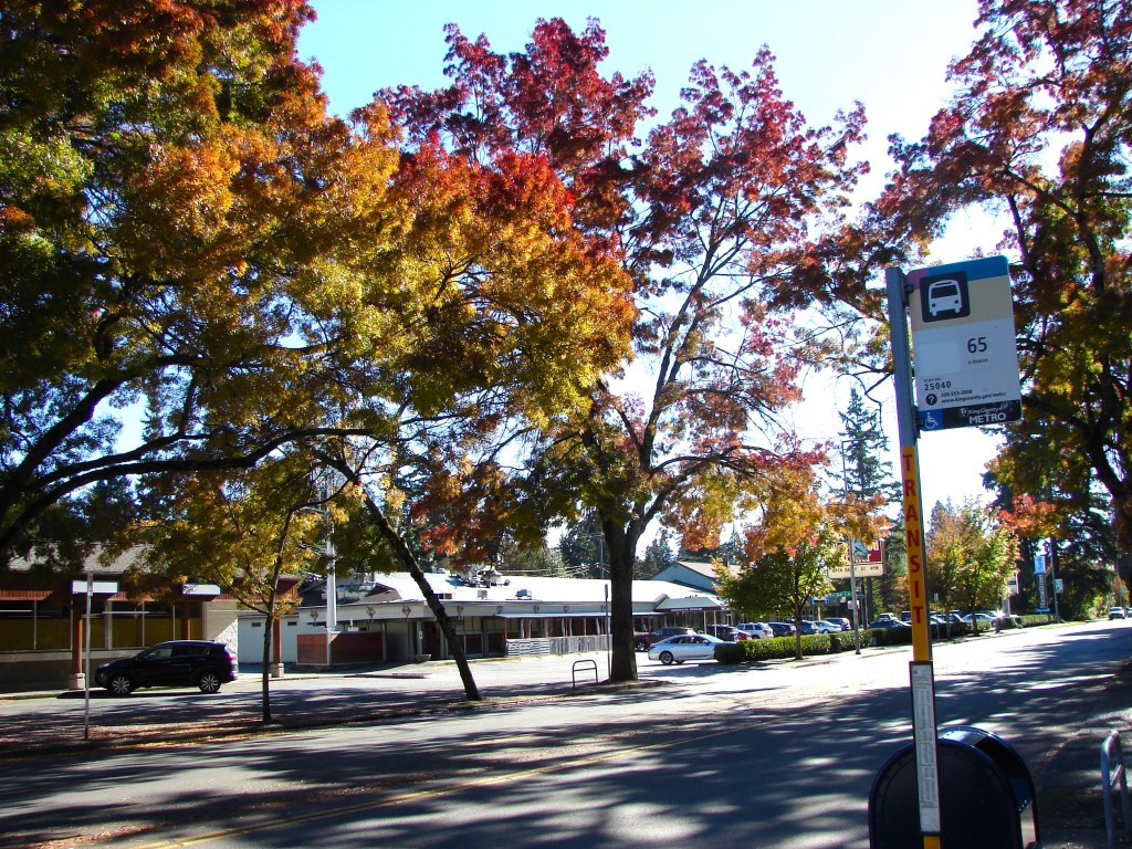 Enjoying the Trees of Wedgwood | Wedgwood in Seattle History