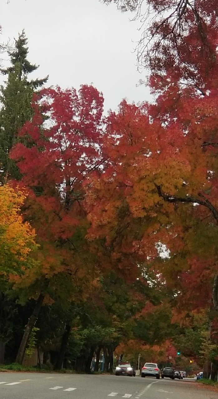 Enjoying the Trees of Wedgwood | Wedgwood in Seattle History