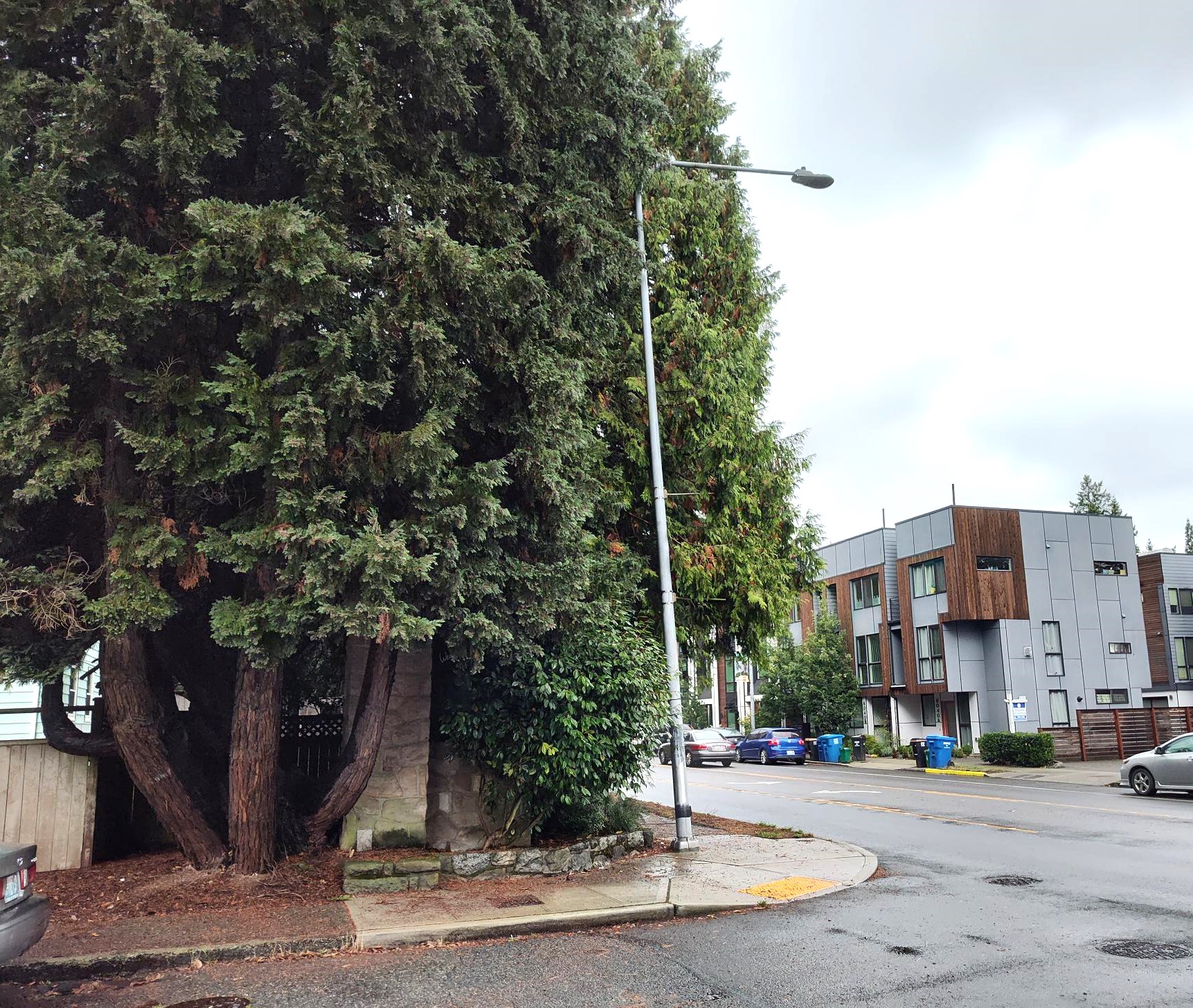 Enjoying the Trees of Wedgwood | Wedgwood in Seattle History