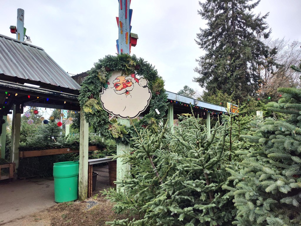Hunter Tree Farm at Christmas 2023 | Wedgwood in Seattle History