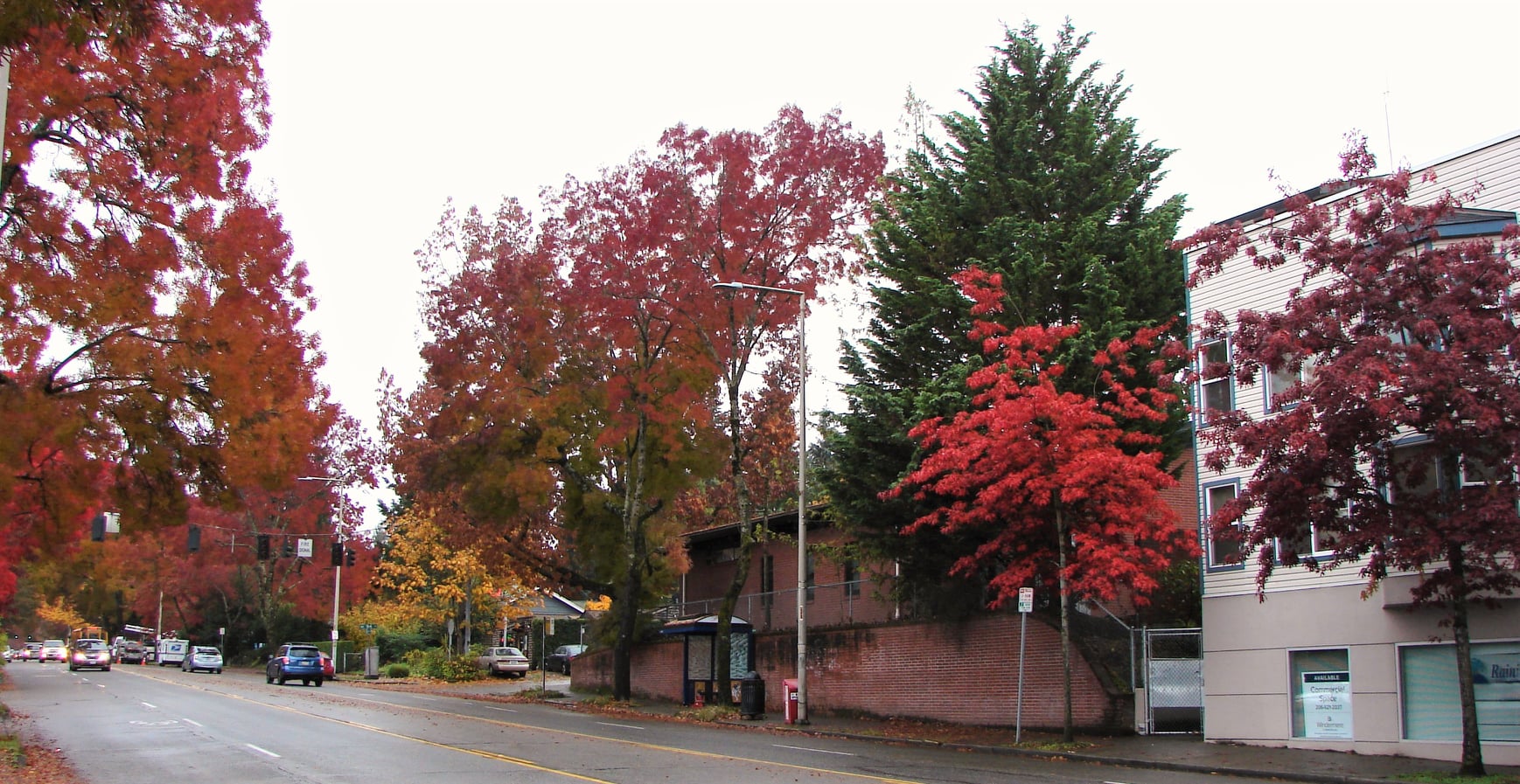NE 94th Street autumn trees.October 2021 | Wedgwood in Seattle History