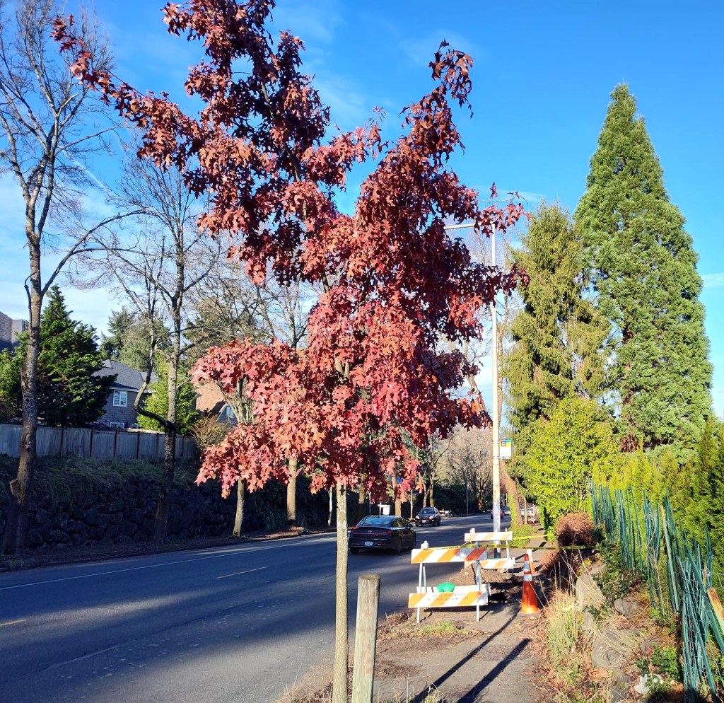 Street Trees in a Storm | Wedgwood in Seattle History
