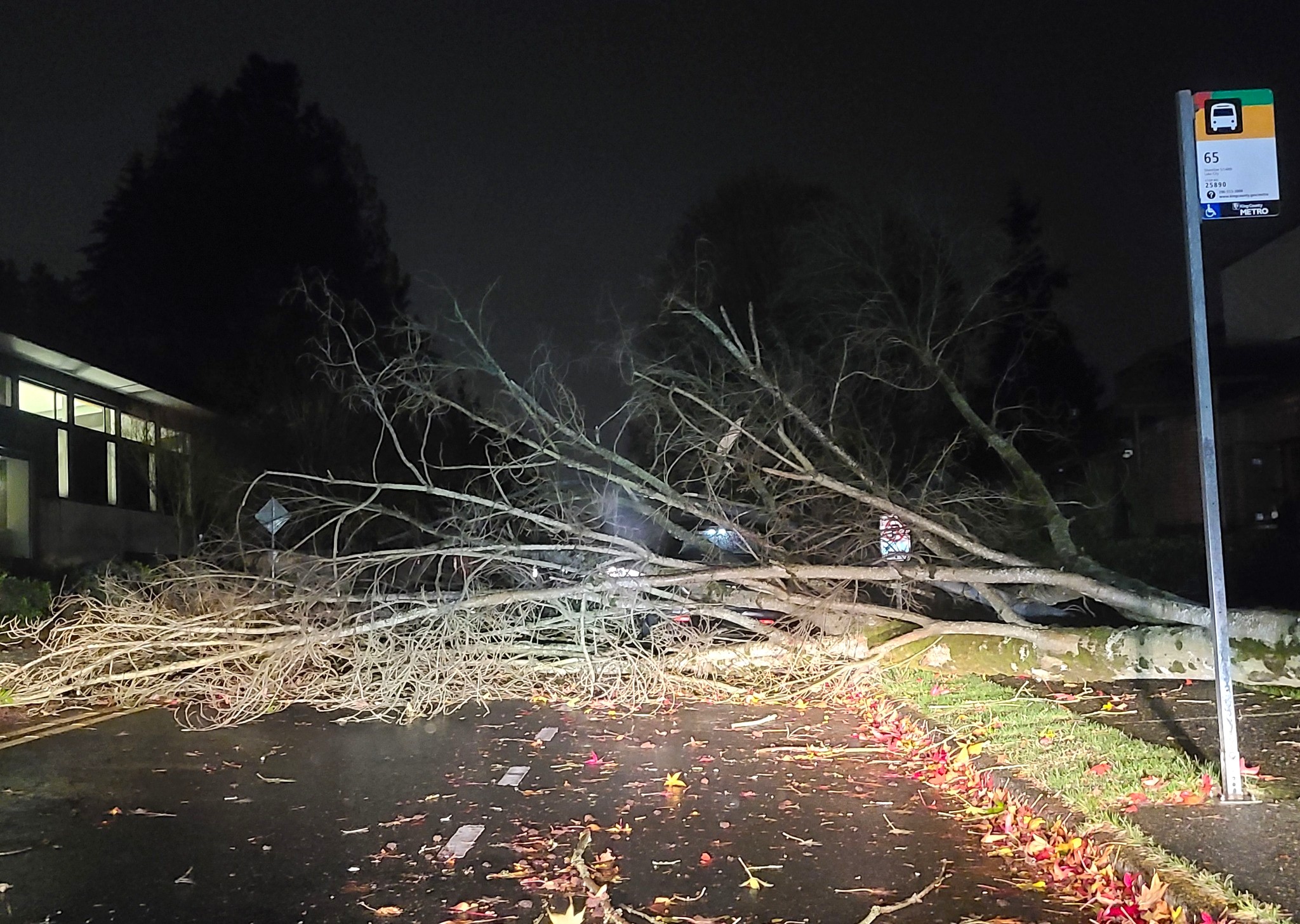 Storm damage at NE 68th Street on Nov 19 2024.Photo by Paul Petry ...