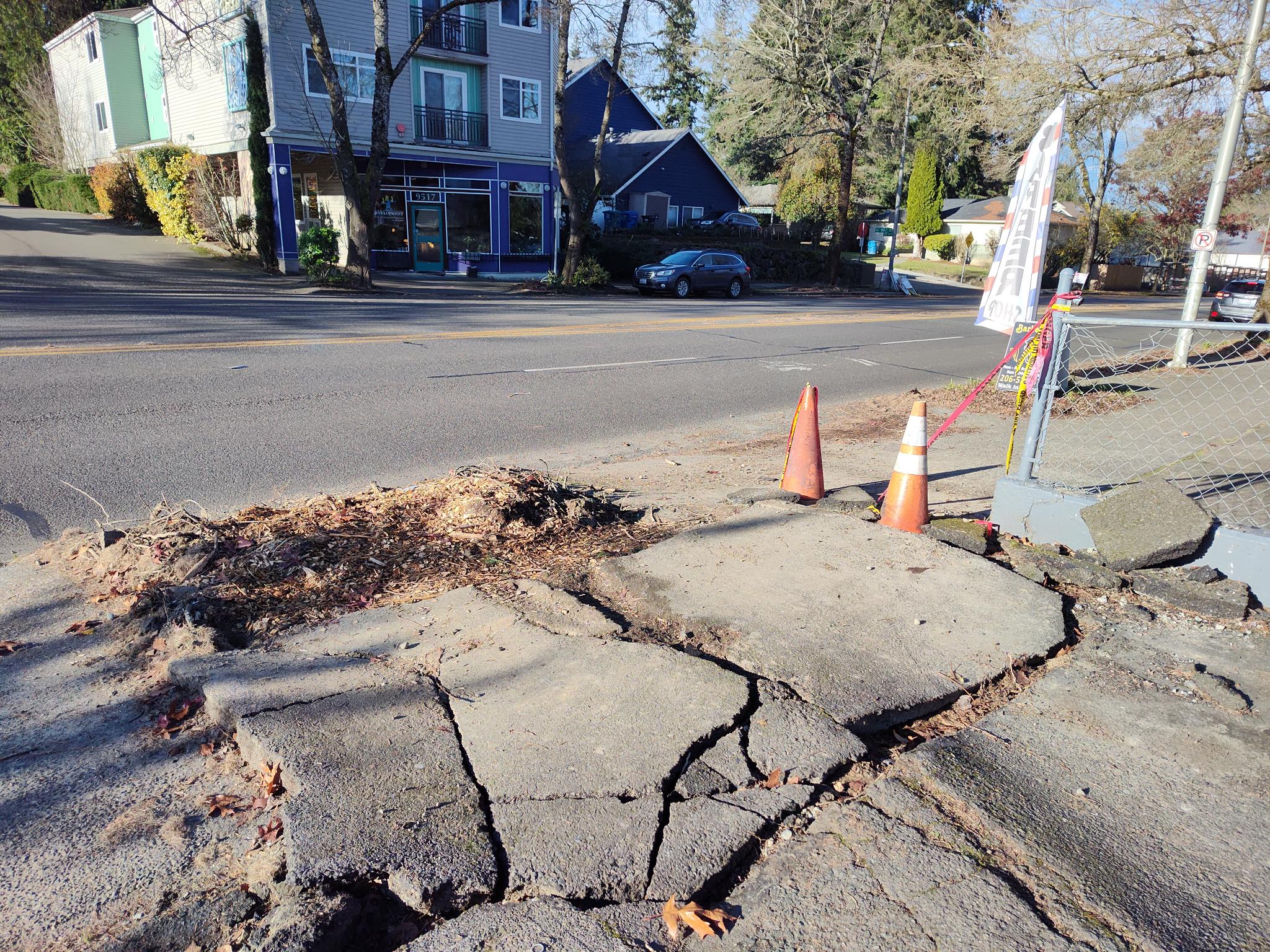 Street Trees in a Storm | Wedgwood in Seattle History