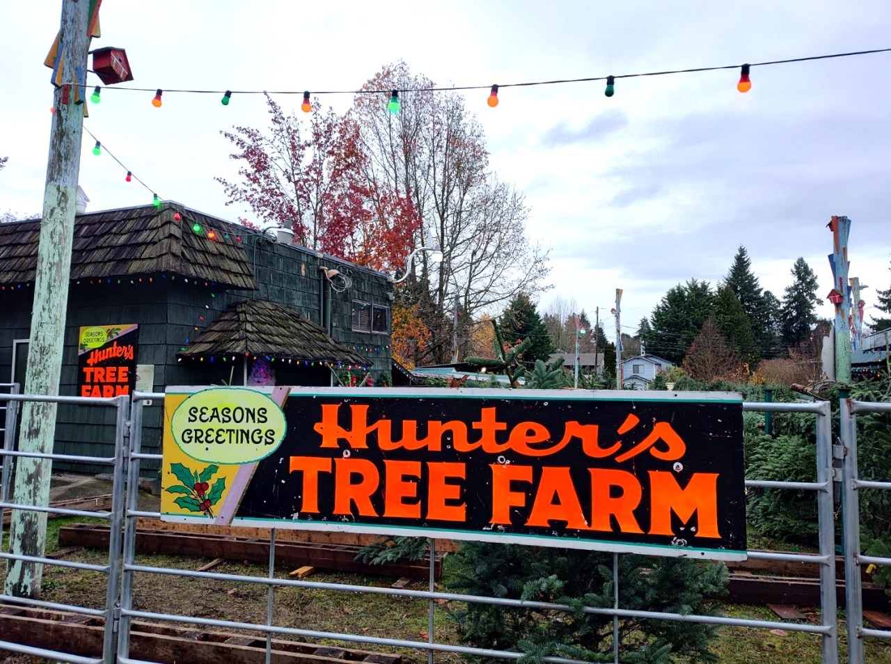 Hunter Tree Farm at Christmas 2025 | Wedgwood in Seattle History