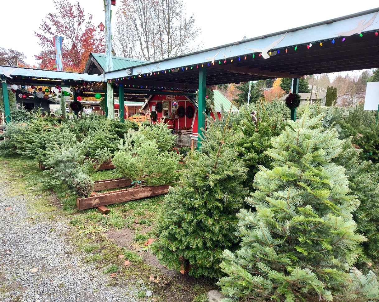 Hunter Tree Farm at Christmas 2025 | Wedgwood in Seattle History