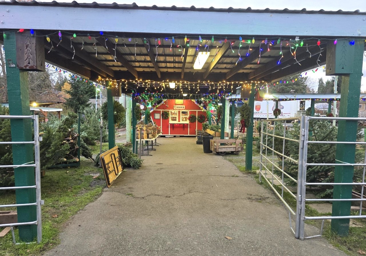 Hunter Tree Farm at Christmas 2025 | Wedgwood in Seattle History